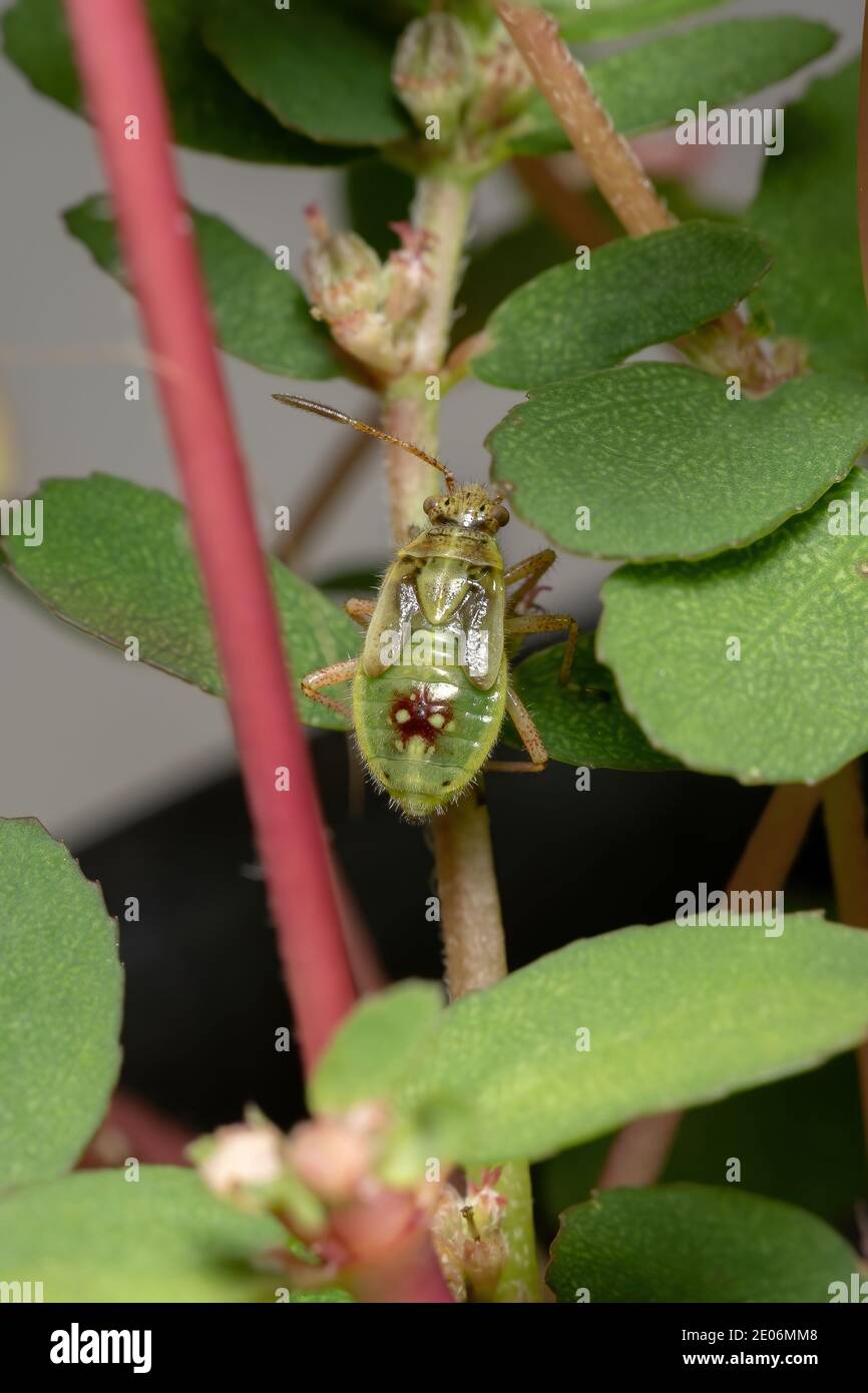 Green True Bugs nymph of the Suborder Heteroptera Stock Photo - Alamy