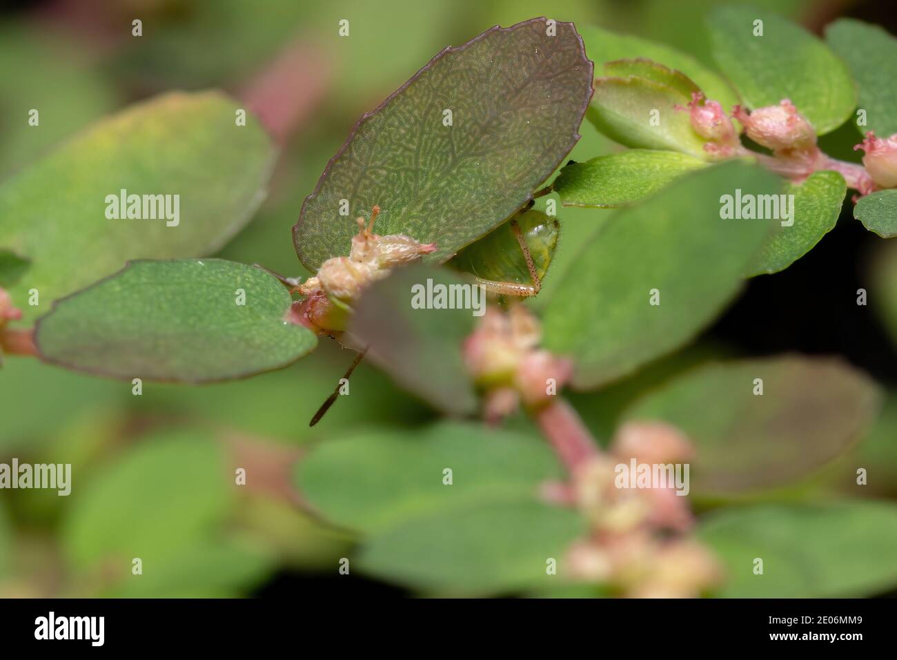 Green True Bugs nymph of the Suborder Heteroptera Stock Photo - Alamy