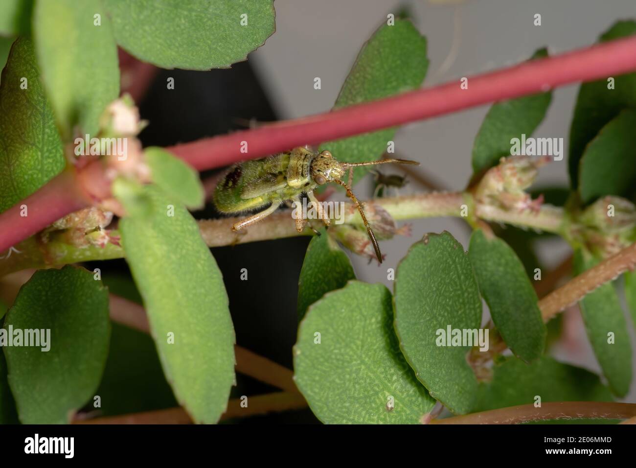 Green True Bugs nymph of the Suborder Heteroptera Stock Photo - Alamy