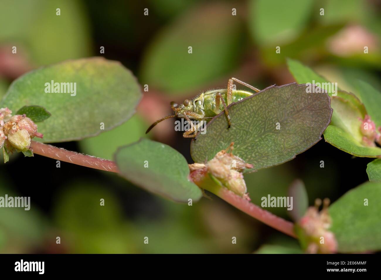 Green True Bugs nymph of the Suborder Heteroptera Stock Photo - Alamy