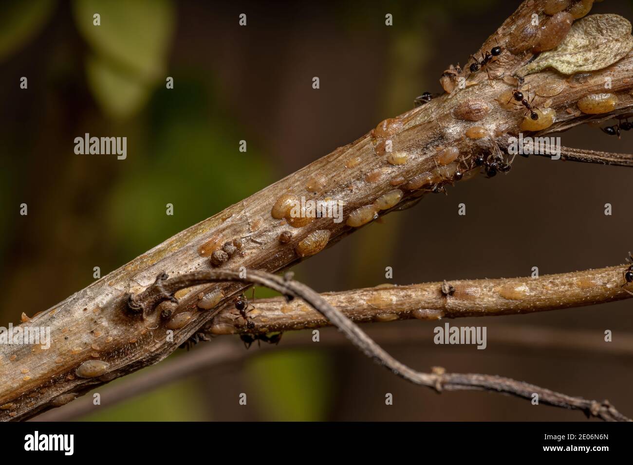 Scales insects hi-res stock photography and images - Alamy