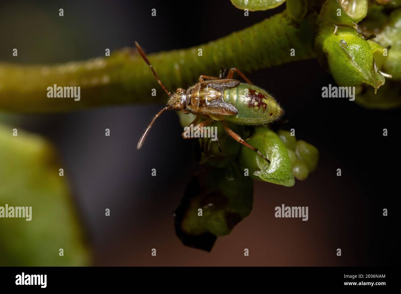 Green True Bugs nymph of the Suborder Heteroptera Stock Photo - Alamy