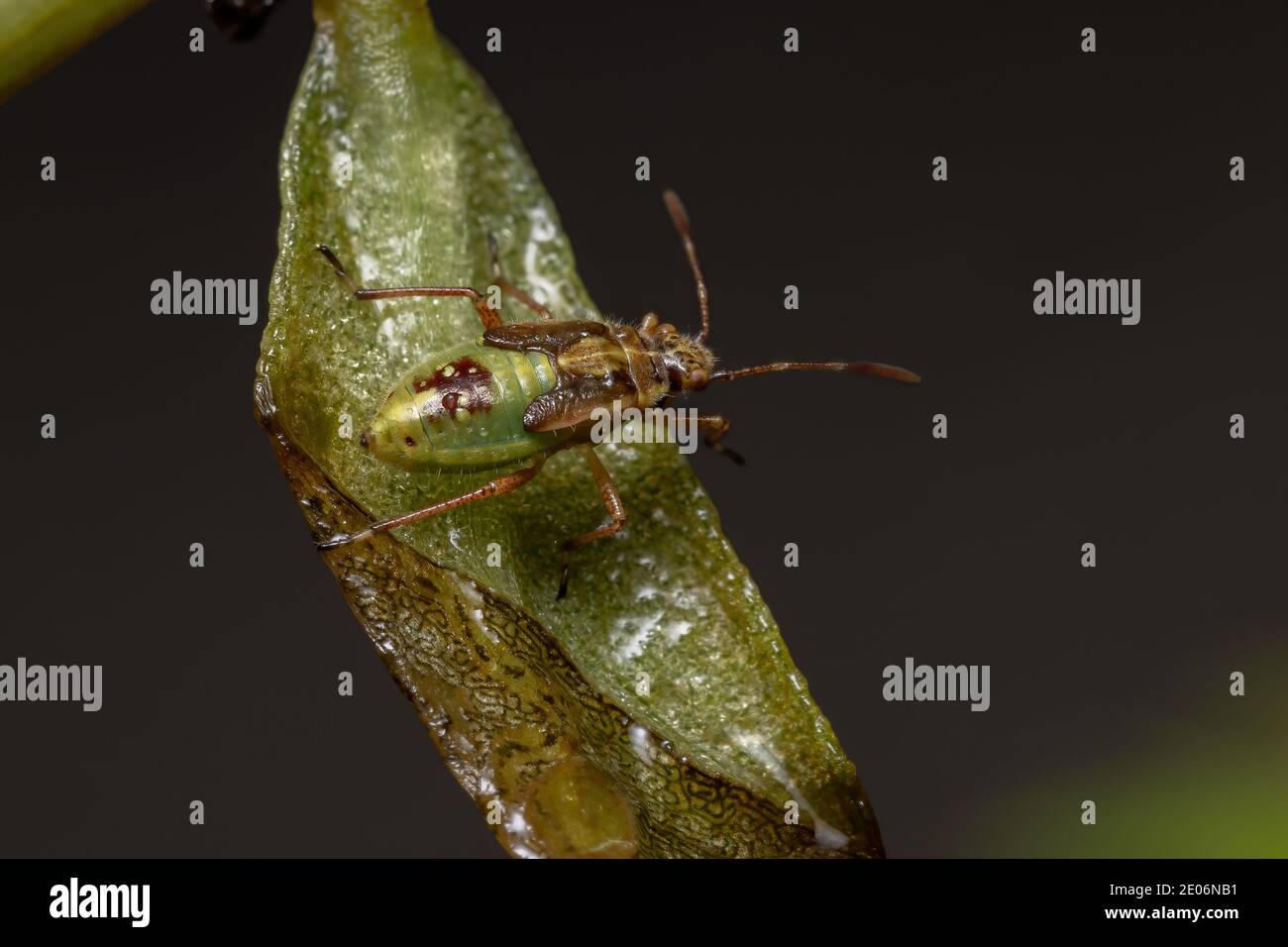 Green True Bugs nymph of the Suborder Heteroptera Stock Photo - Alamy