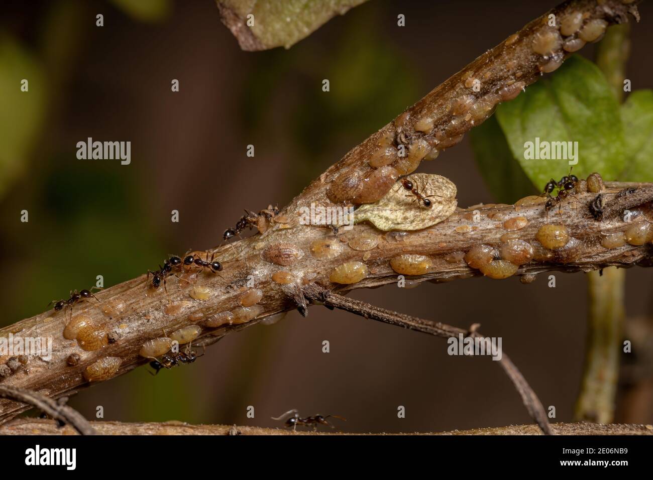 Scales insects hi-res stock photography and images - Alamy