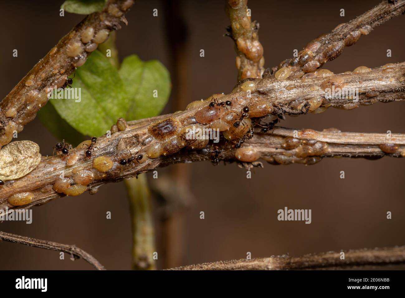 Symbiotic insects hi-res stock photography and images - Alamy