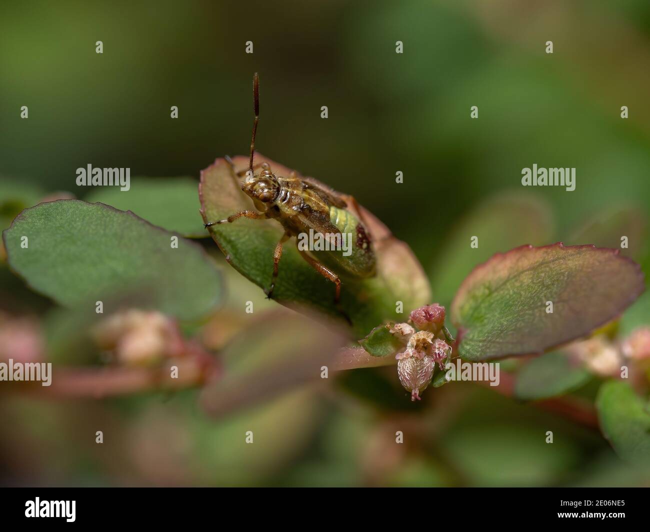 Green True Bugs nymph of the Suborder Heteroptera Stock Photo - Alamy