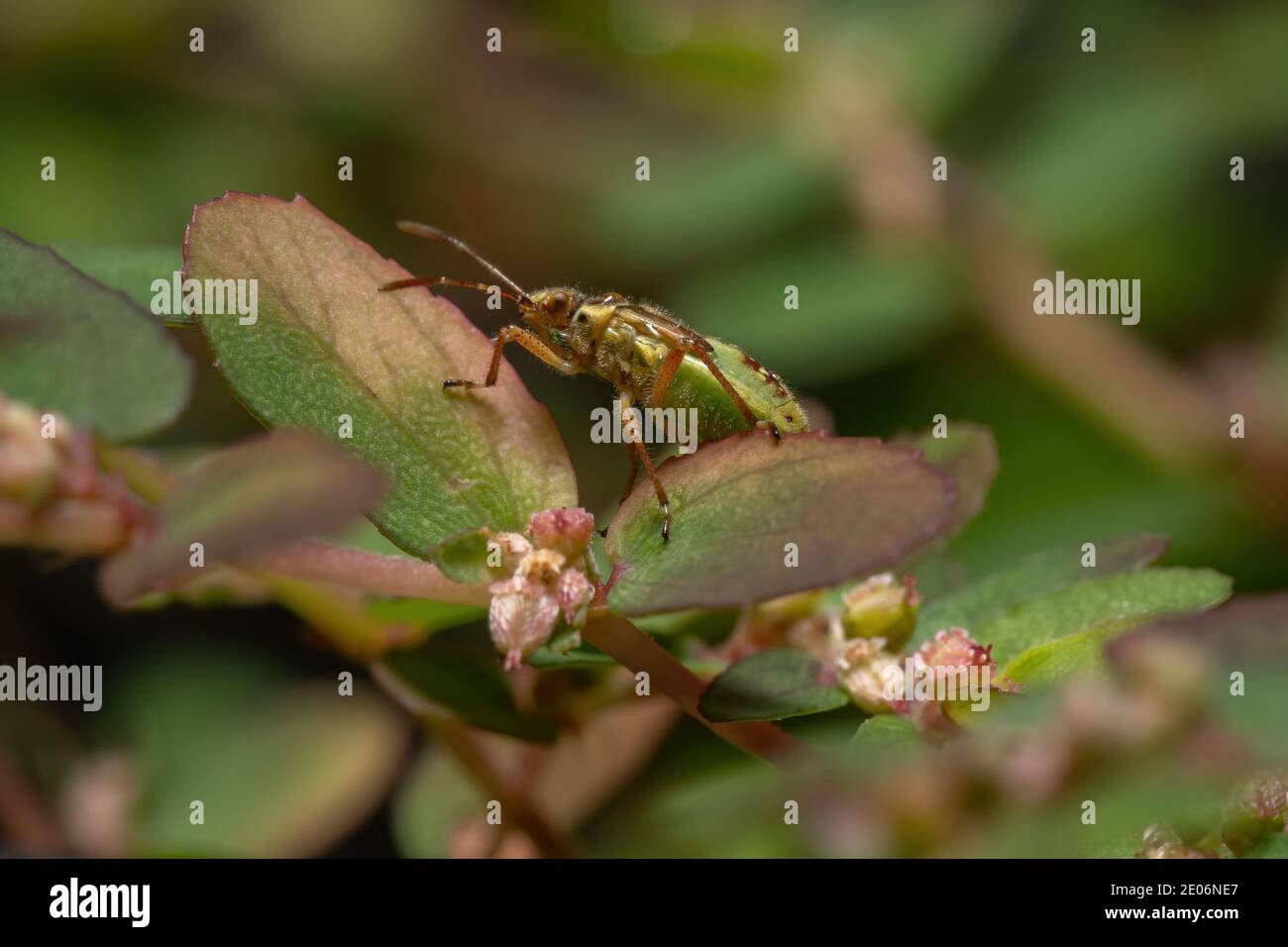 Green True Bugs nymph of the Suborder Heteroptera Stock Photo - Alamy