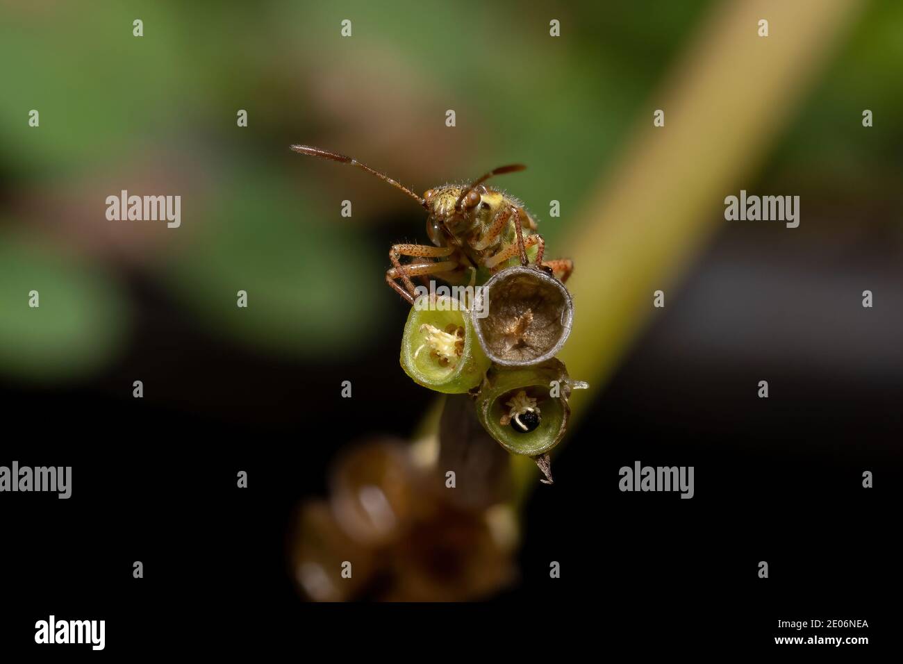 Green True Bugs nymph of the Suborder Heteroptera Stock Photo - Alamy