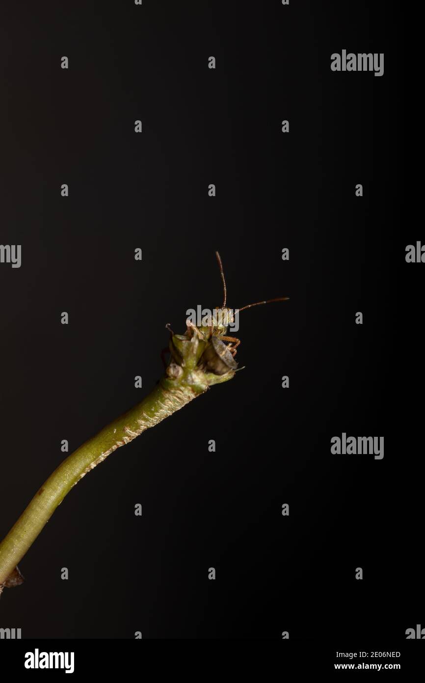 Green True Bugs nymph of the Suborder Heteroptera Stock Photo - Alamy