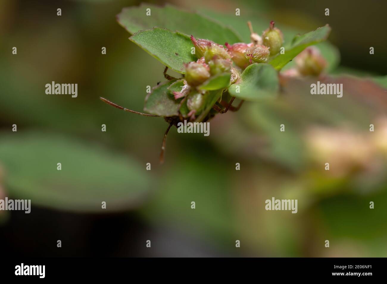 Green True Bugs nymph of the Suborder Heteroptera Stock Photo - Alamy