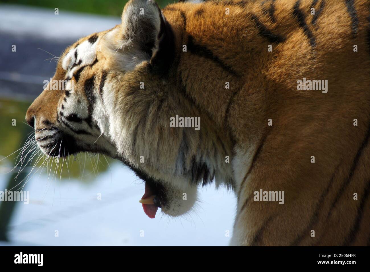 ''Proud of Russia'' Siberian tiger portrait Stock Photo - Alamy