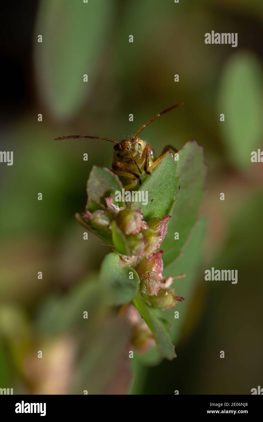 Green True Bugs nymph of the Suborder Heteroptera Stock Photo - Alamy