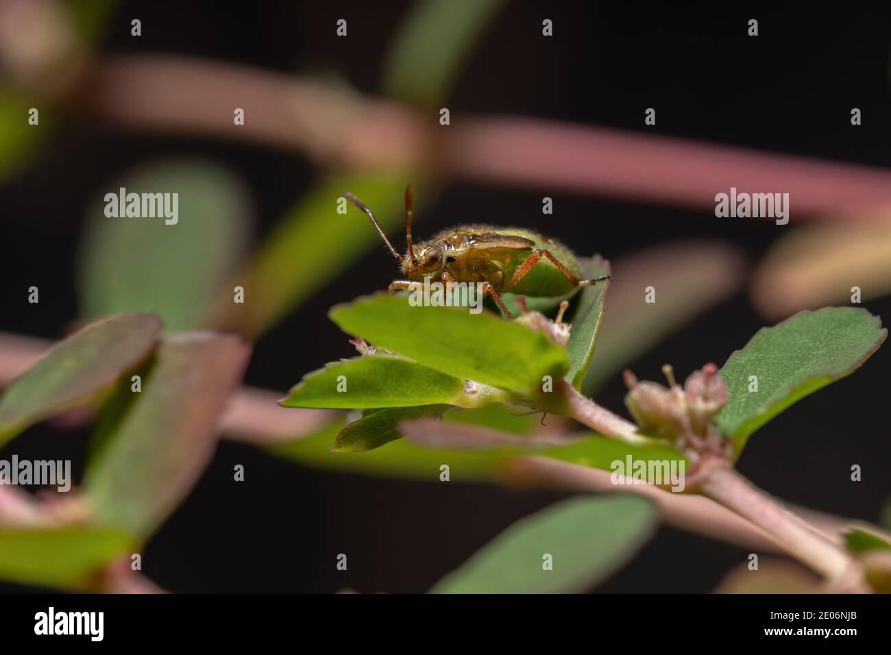 Green True Bugs nymph of the Suborder Heteroptera Stock Photo - Alamy