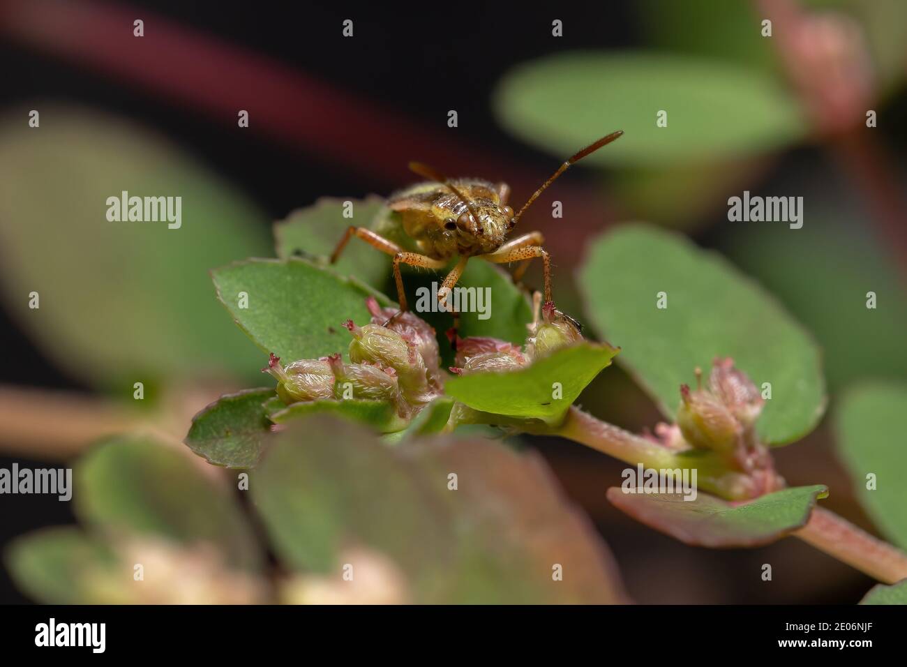 Green True Bugs nymph of the Suborder Heteroptera Stock Photo - Alamy