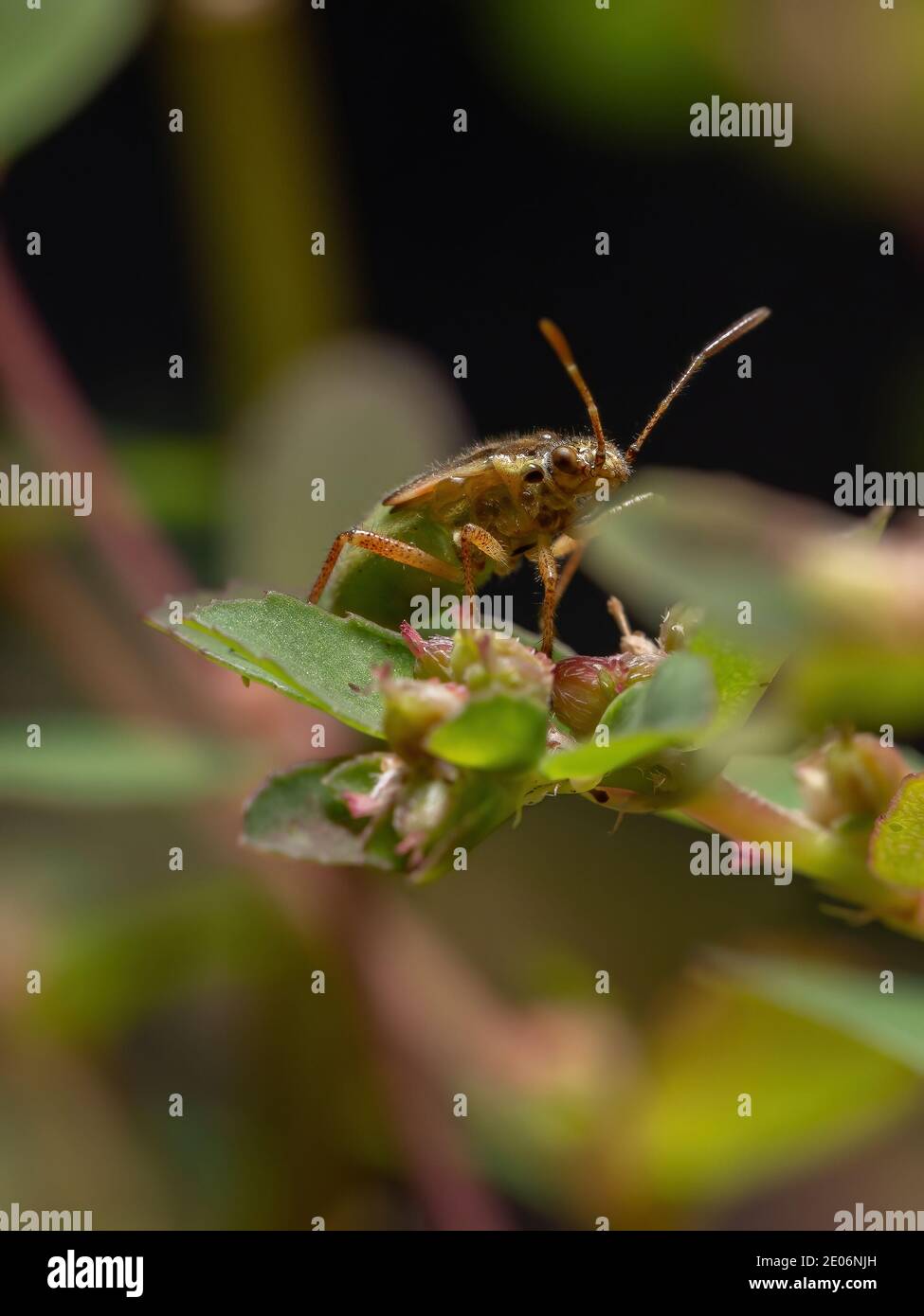Green True Bugs nymph of the Suborder Heteroptera Stock Photo - Alamy