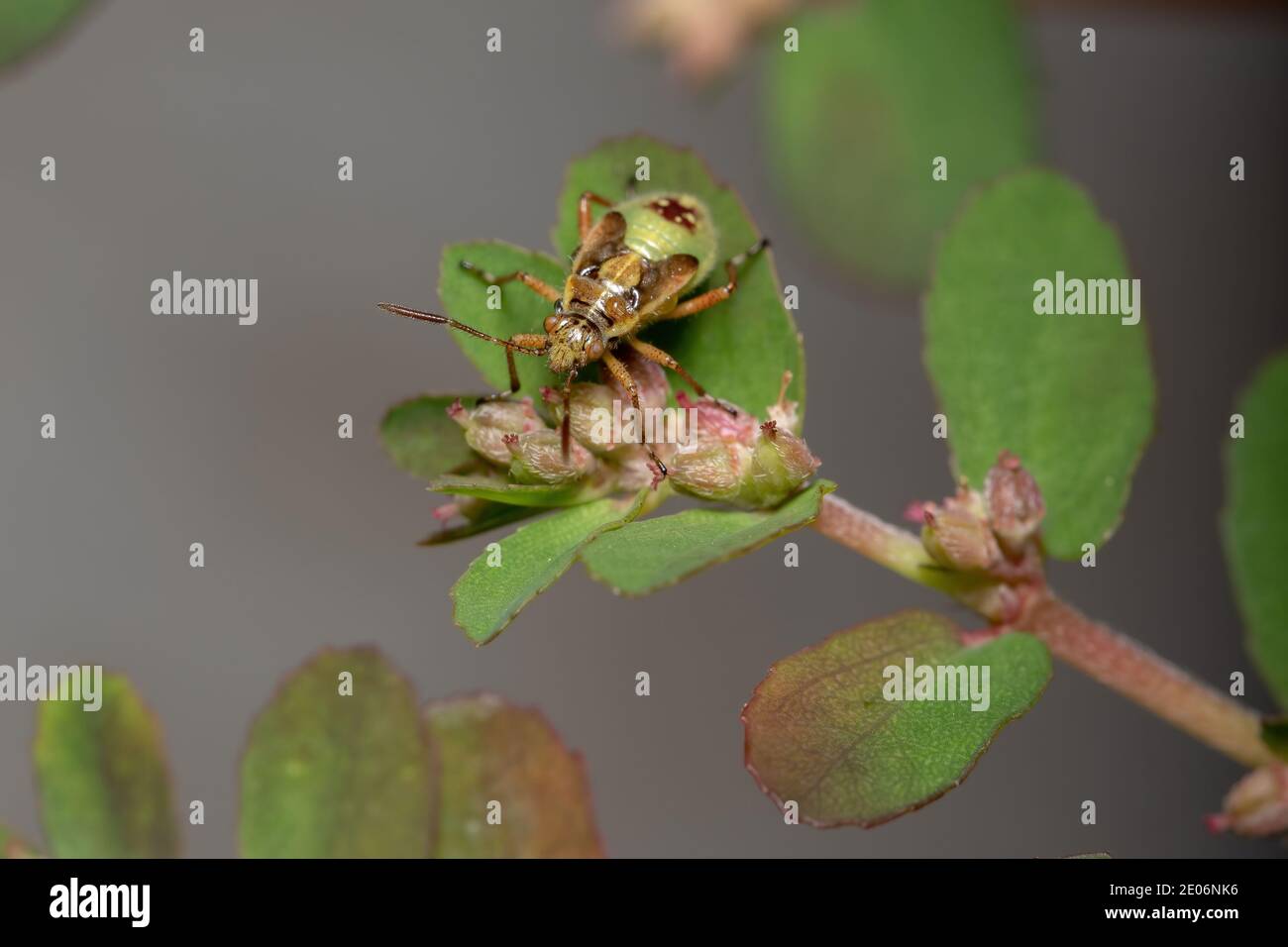 Green True Bugs nymph of the Suborder Heteroptera Stock Photo - Alamy