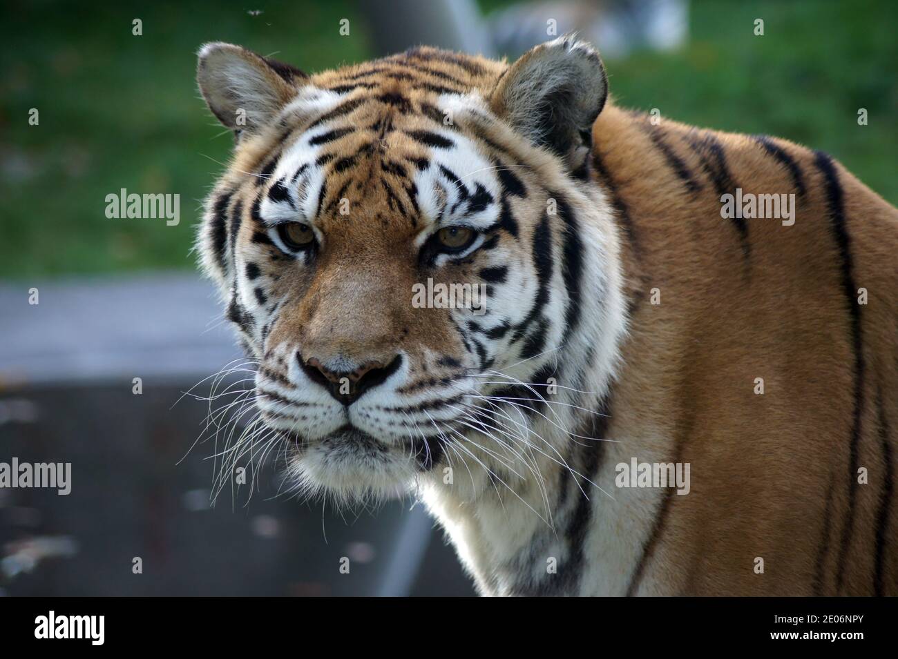 '' Proud of Russia'' Siberian tiger Stock Photo - Alamy