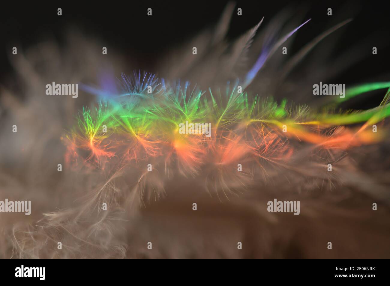 Macro photography of bird feather with natural sunlight colored ...