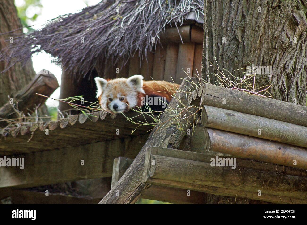 Cute, adorable red panda Stock Photo - Alamy