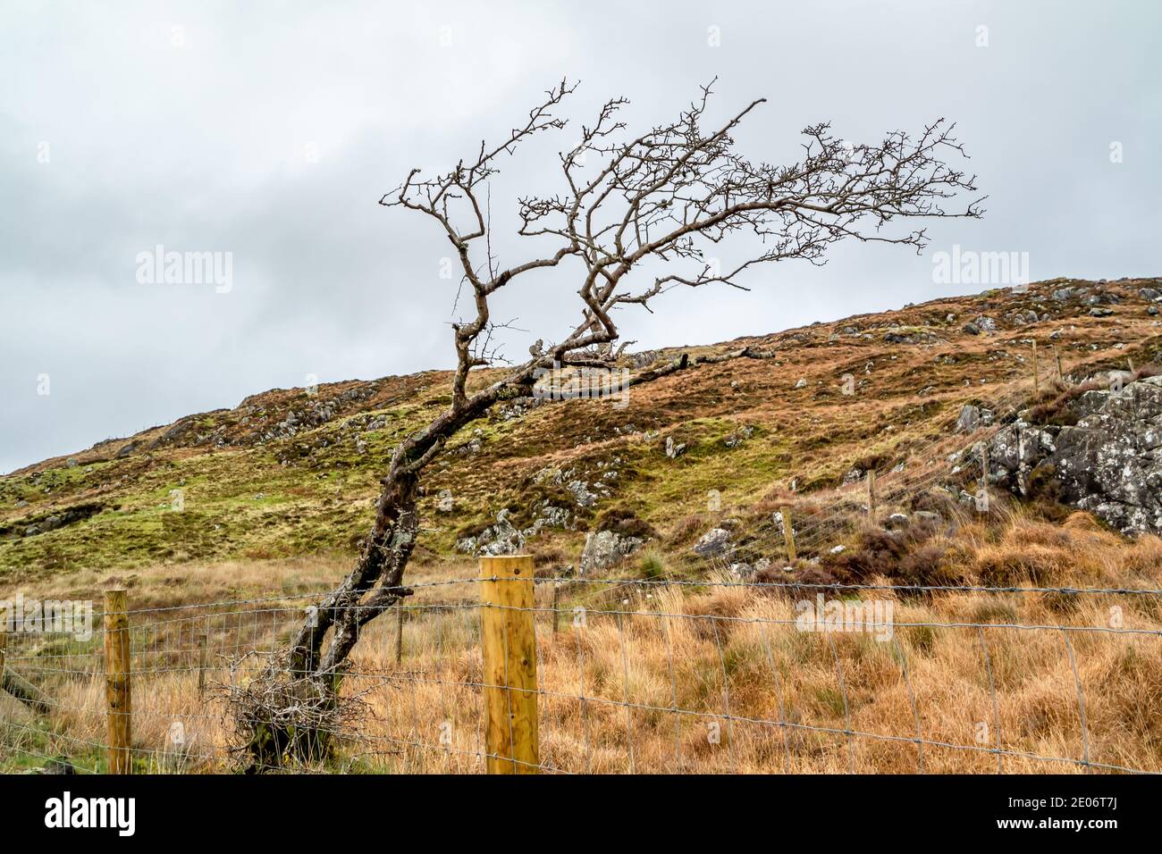 An old and completely dry tree standing in the field Stock Photo - Alamy