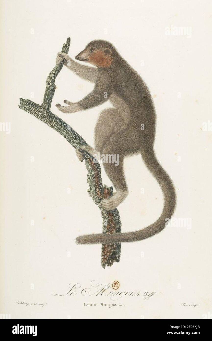 Le mongous hi-res stock photography and images - Alamy