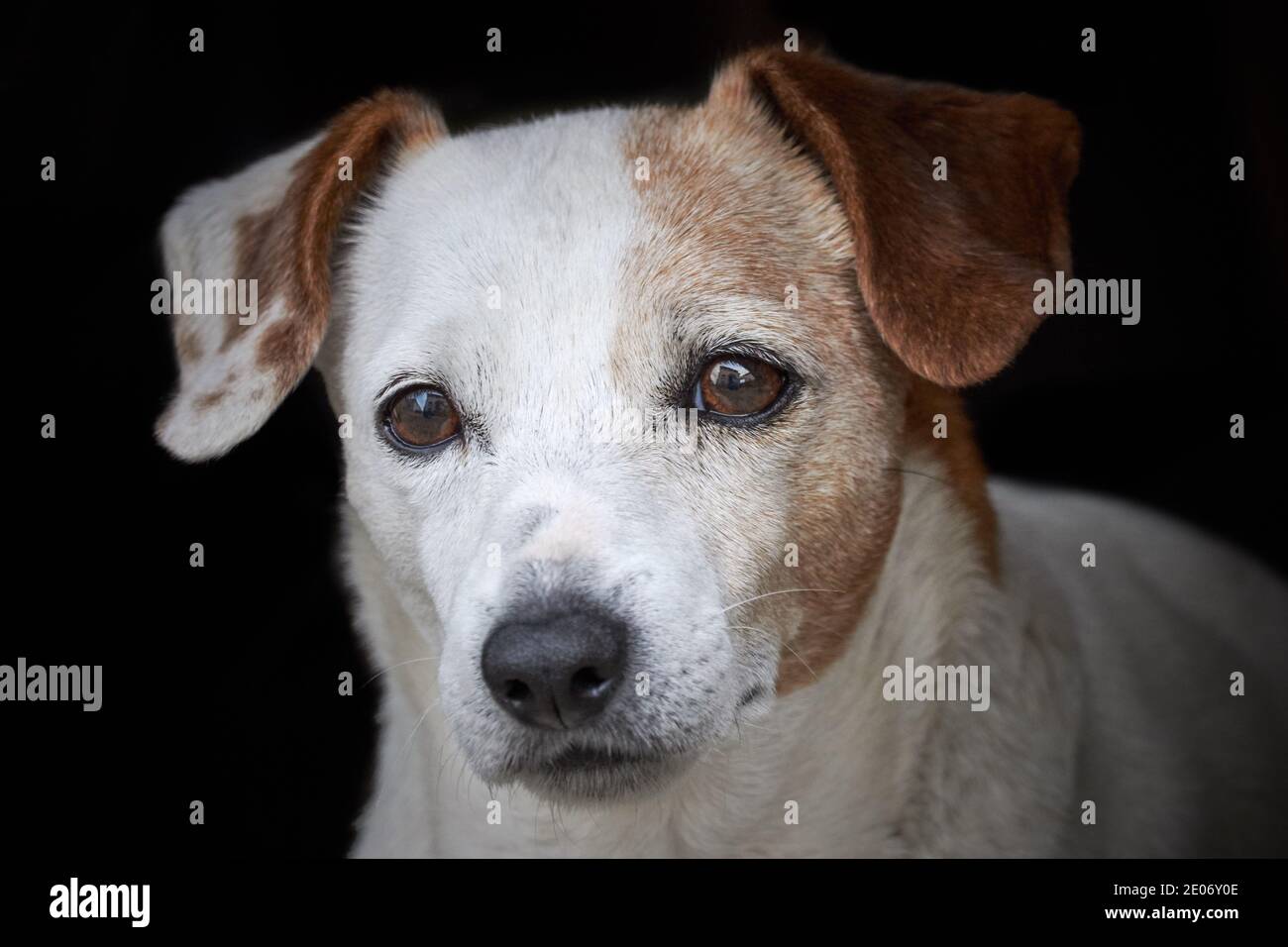Jack russell terrier dog head hi-res stock photography and images - Alamy