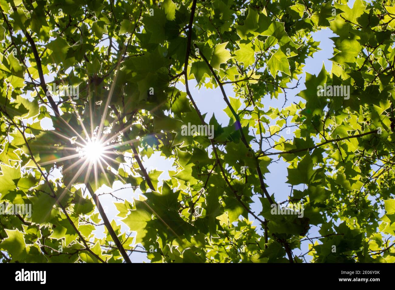 Sunbeam through garden hi-res stock photography and images - Alamy