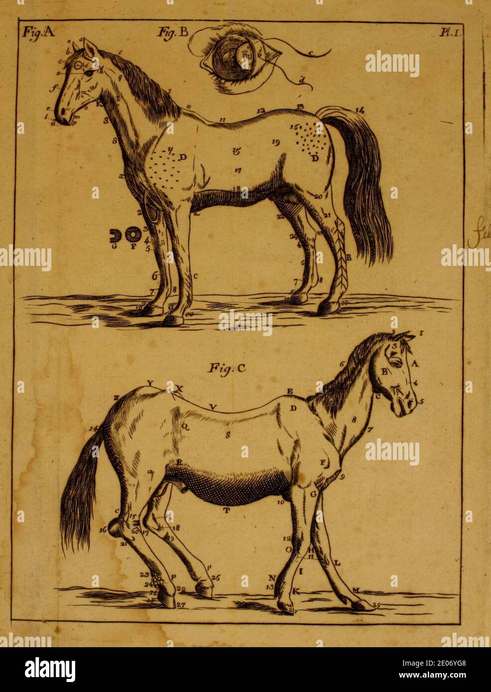 Le nouveau parfait marechal, ou, La connoissance générale et ...