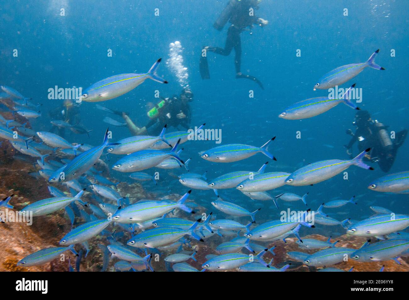 Fusilier fish hi-res stock photography and images - Alamy