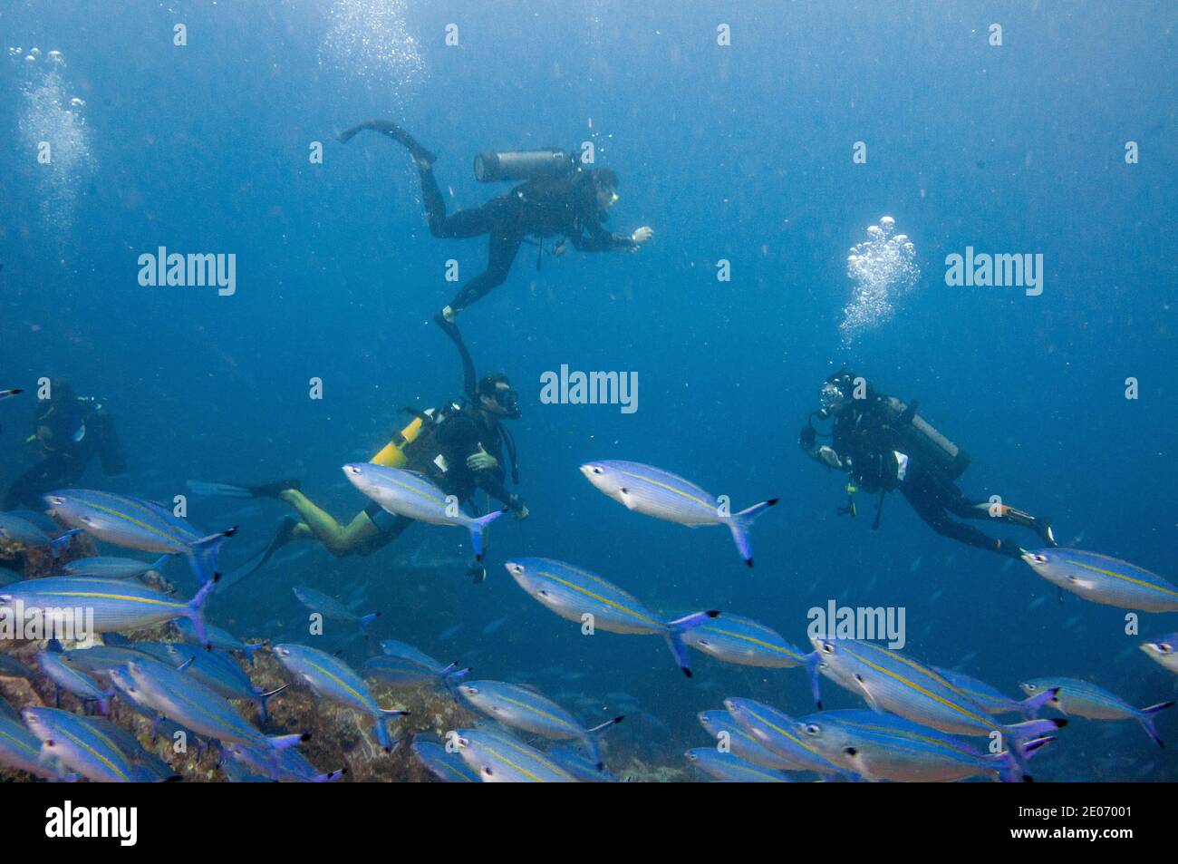 Fusilier fish hi-res stock photography and images - Alamy