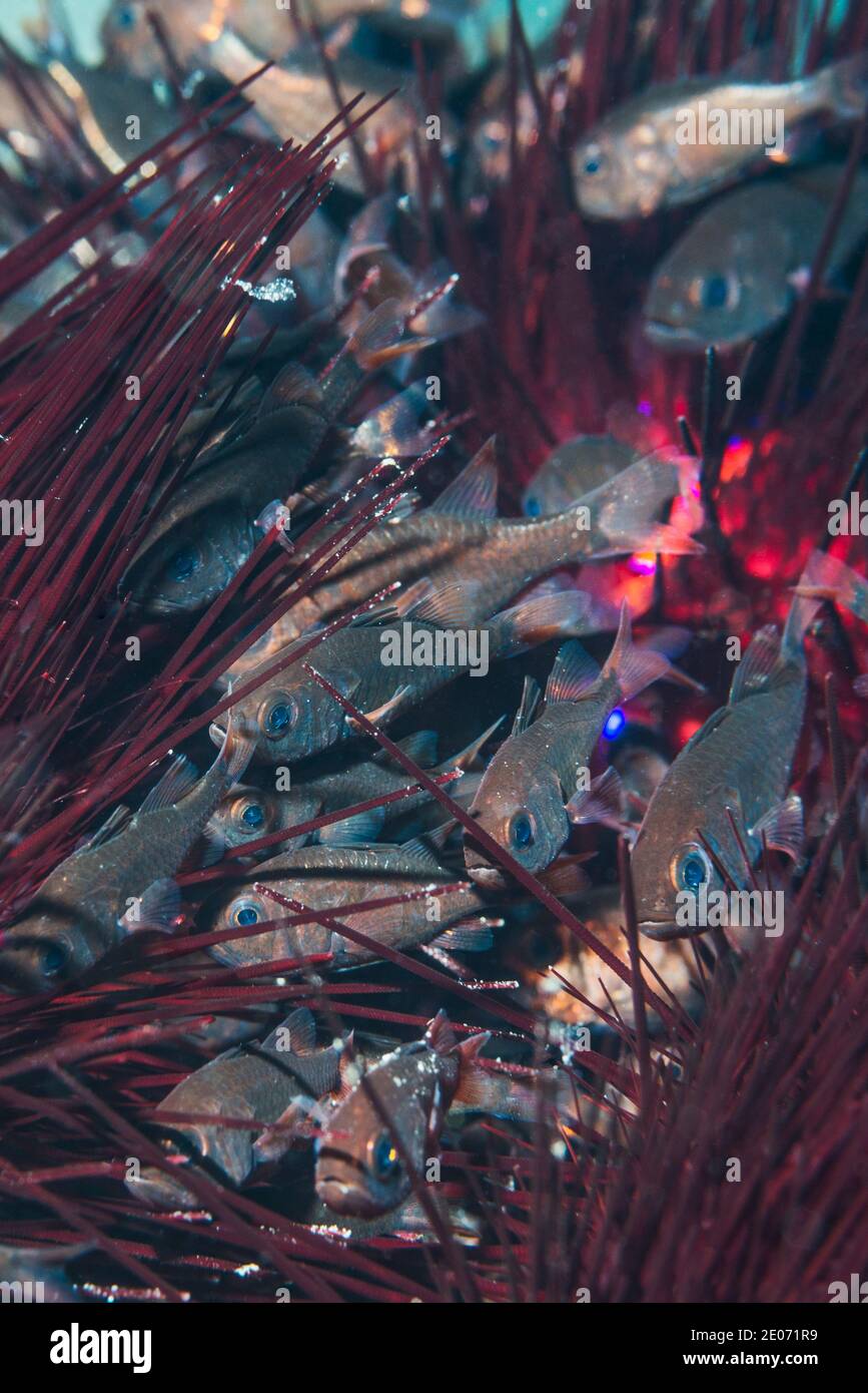 Urchin siphon fish hi-res stock photography and images - Alamy