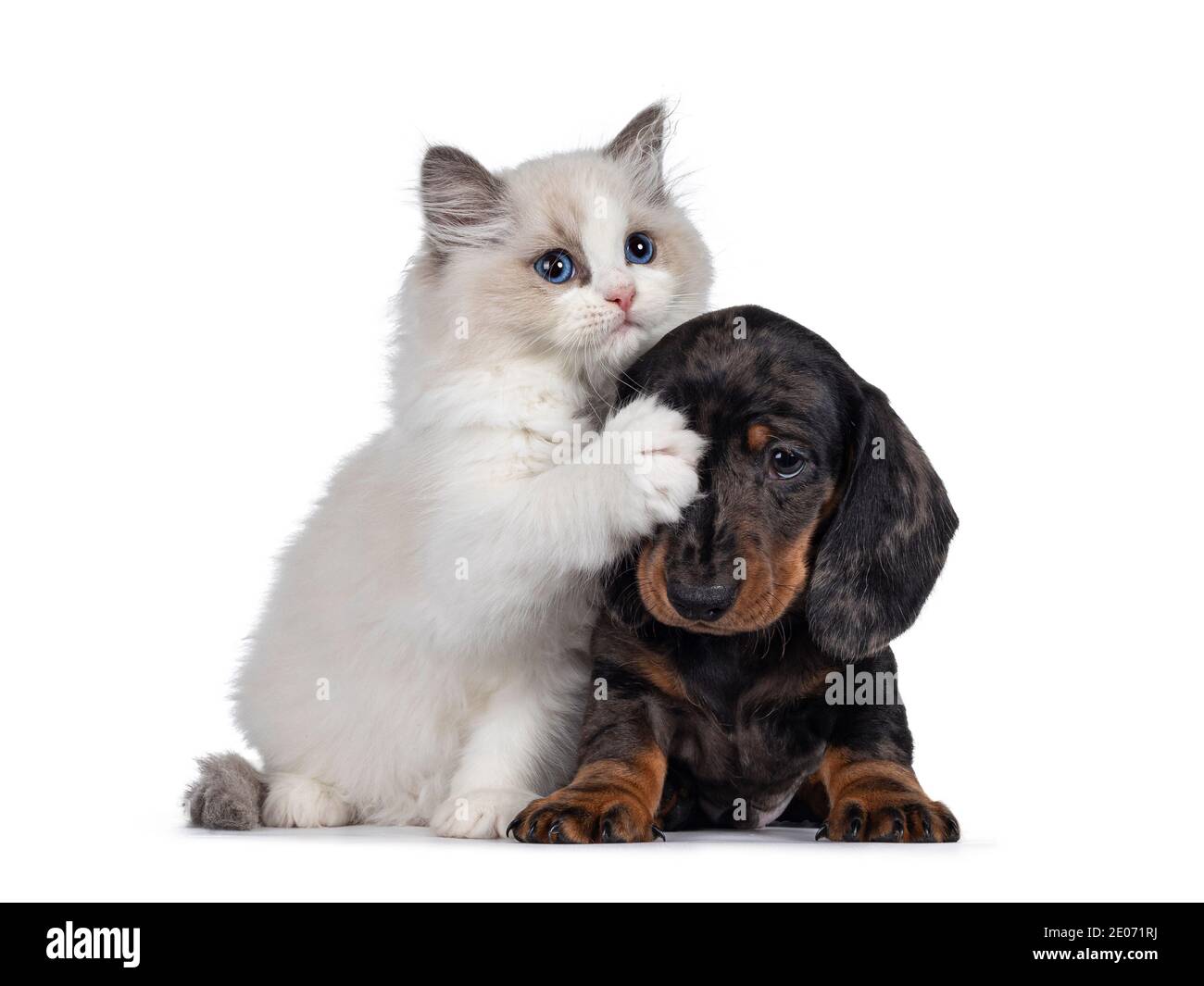 Playing ragdoll kitten Cut Out Stock Images & Pictures - Alamy