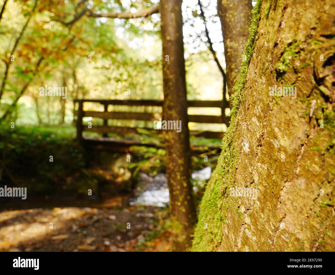 Tree trunk bridge hi-res stock photography and images - Alamy