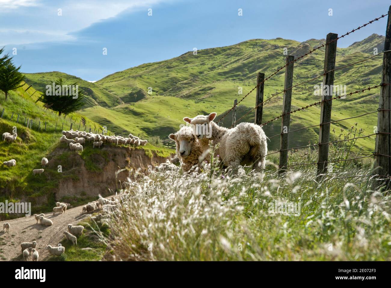 New zealand farm scene hi-res stock photography and images - Alamy
