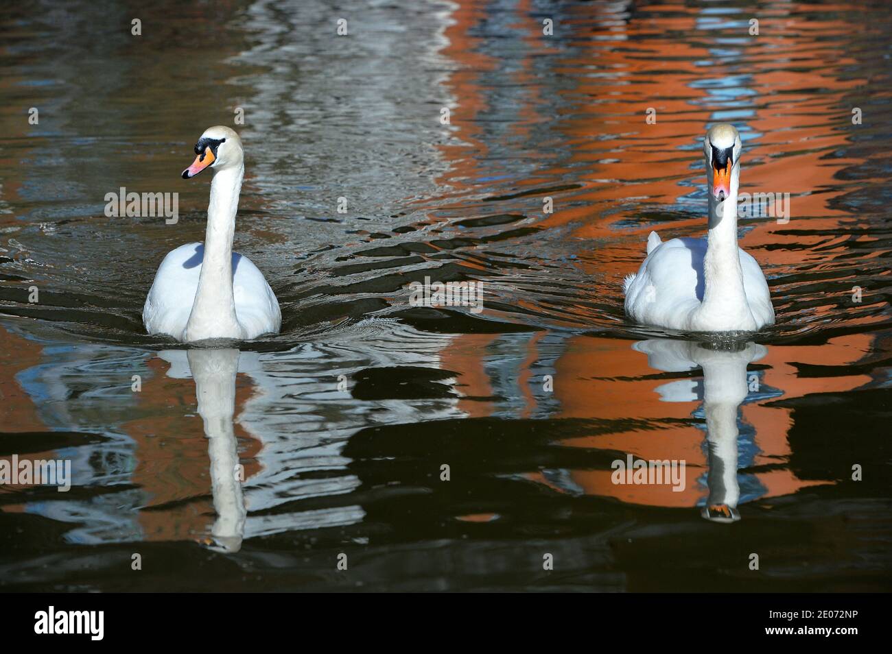 Swans in the springtime sunshine on the Grand Union Canal in Leicester ...