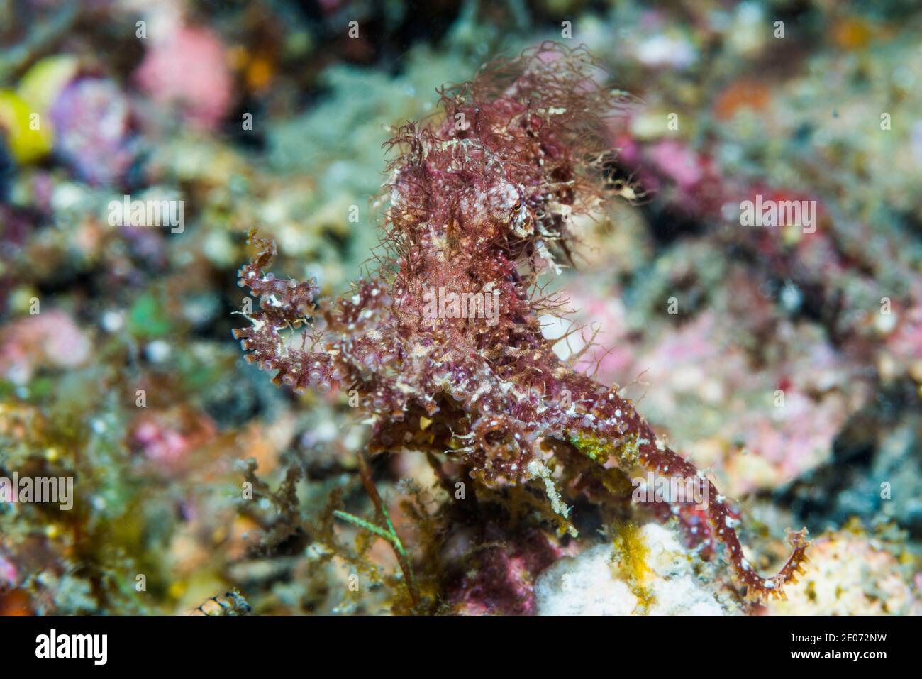 Hairy octopus hi-res stock photography and images - Alamy