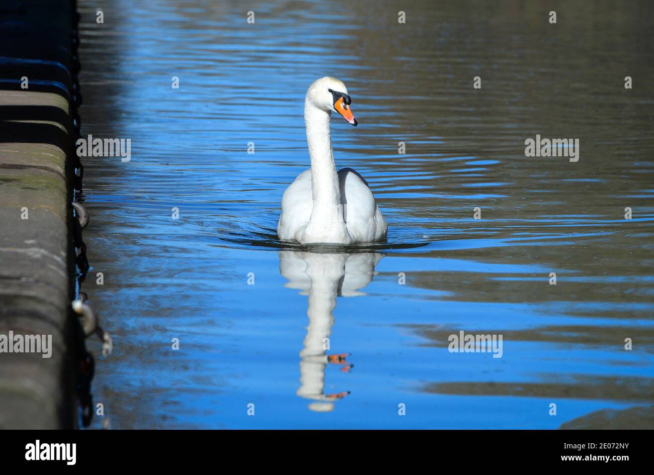 Swans in the springtime sunshine on the Grand Union Canal in Leicester ...