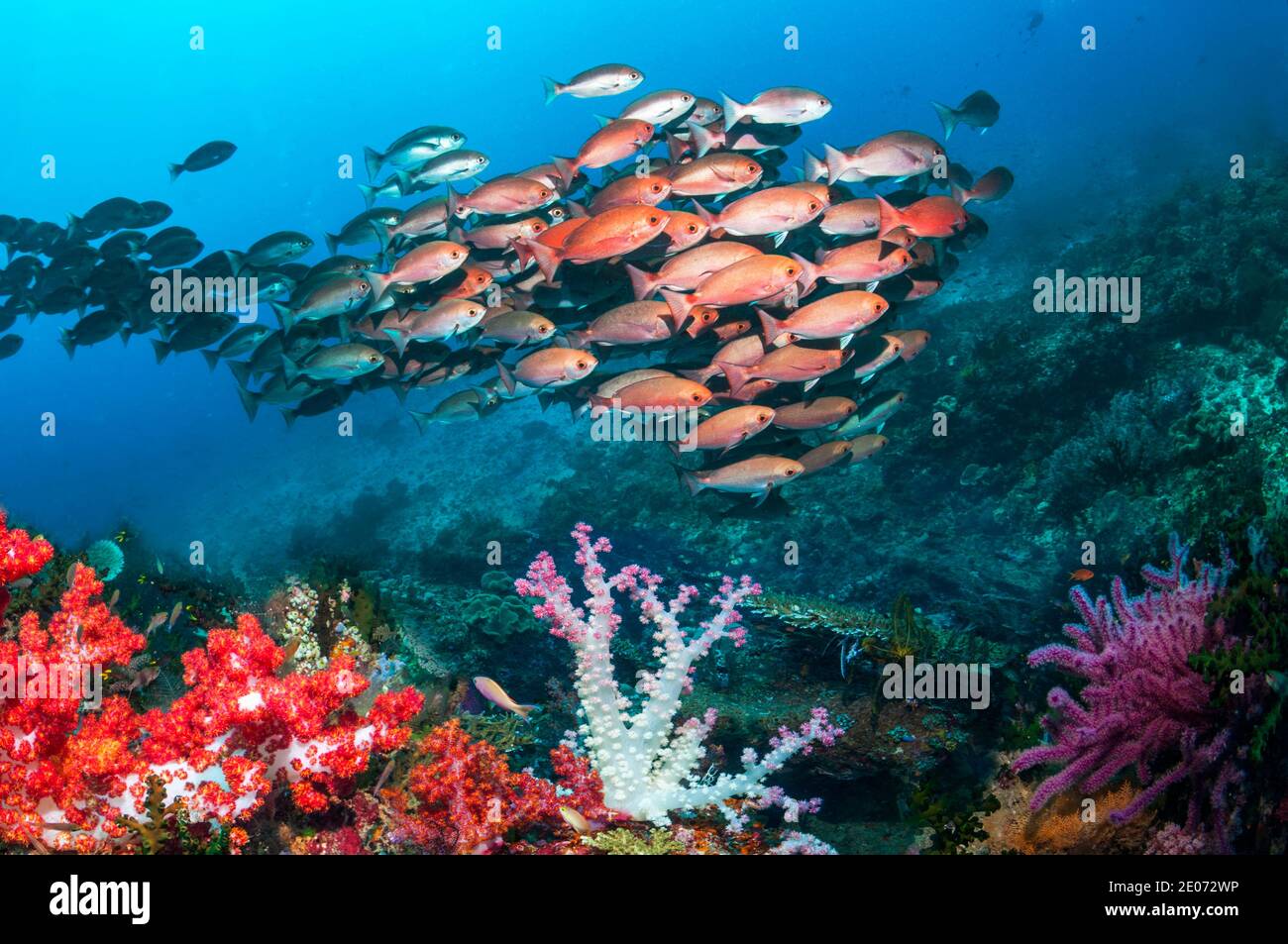 Shoal of Slender pinjalo snappers, White-spot pinjalo snapper or Red ...