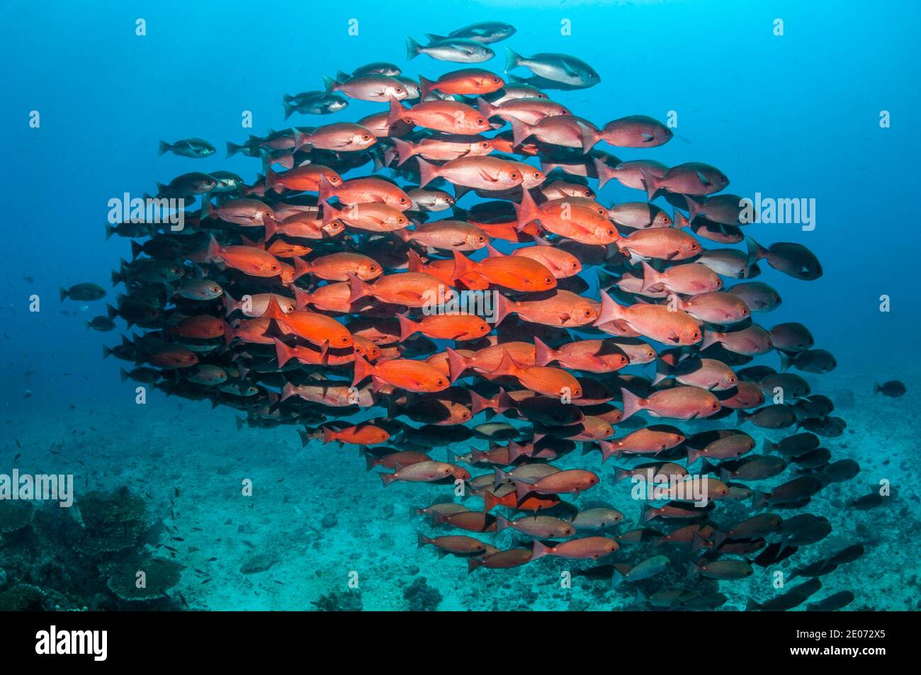 Shoal of Slender pinjalo snappers, White-spot pinjalo snapper or Red ...