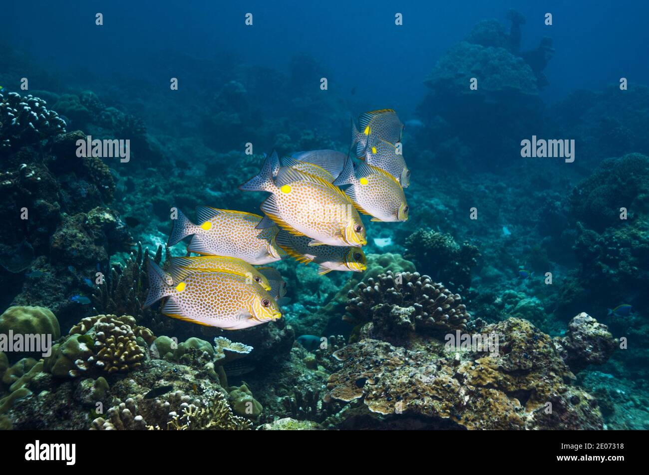 Golden rabbitfish [Siganus guttatus]. Andaman Sea, Thailand Stock Photo ...