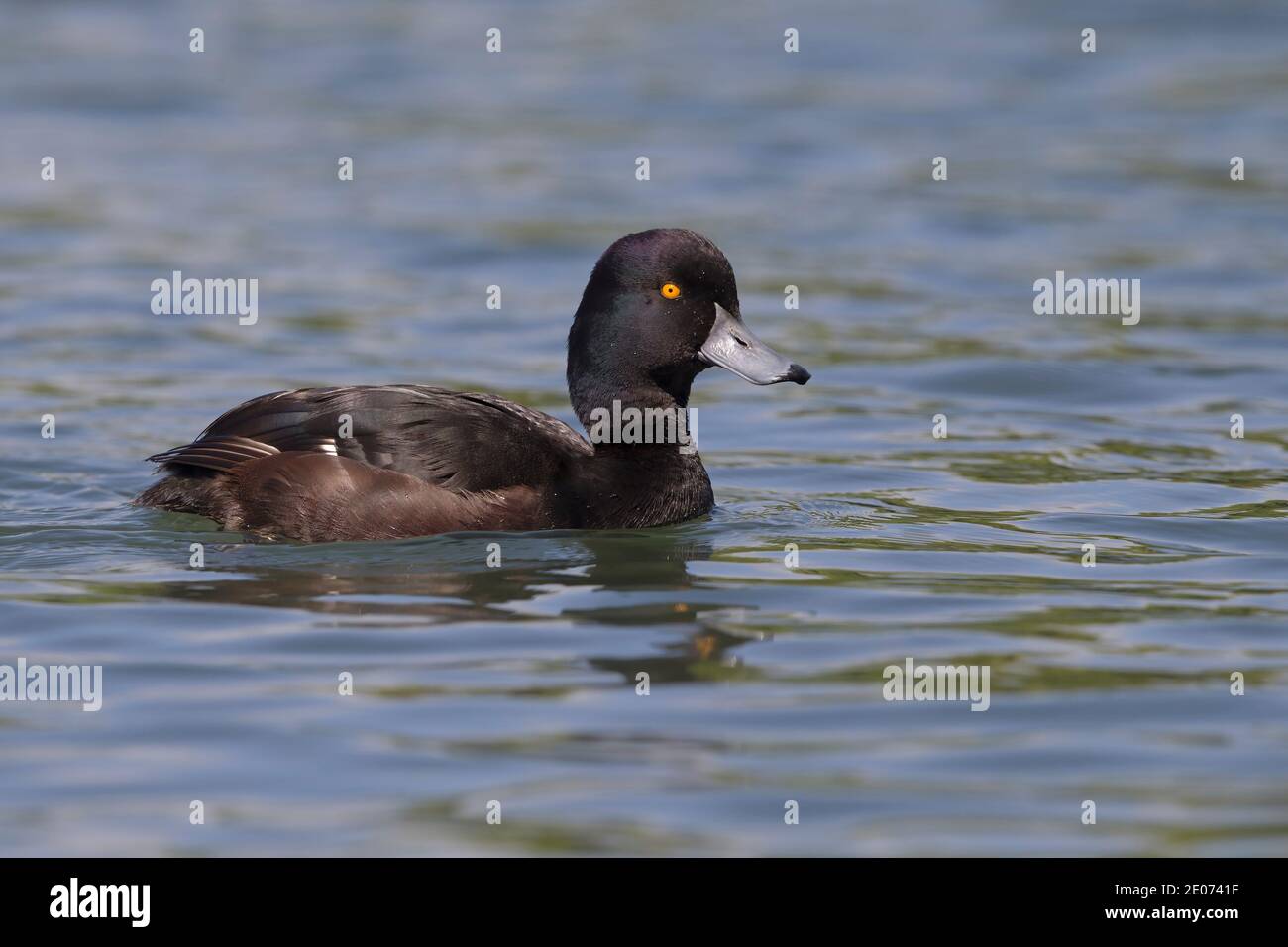 New Zealand Scaup male, Auckland, New Zealand, November 2015 Stock ...