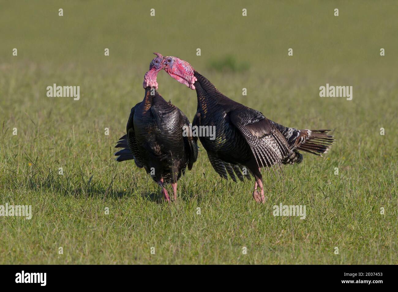 Wild Turkey, Muriwai head, New Zealand, November 2015 Stock Photo - Alamy