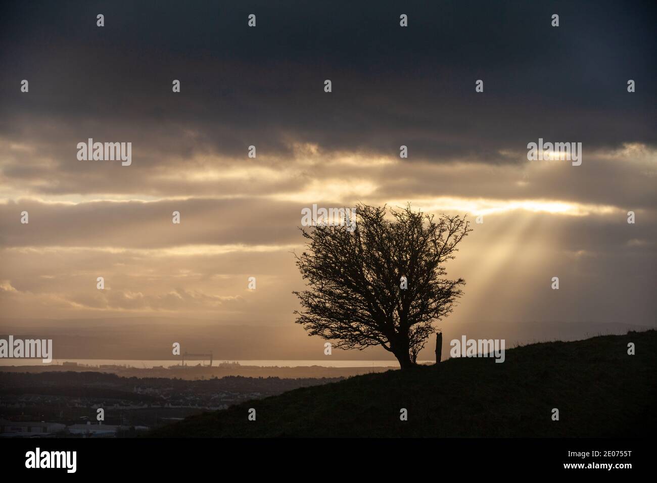 A single tree on the Hill of Beath over looking the Firth Of Forth with ...