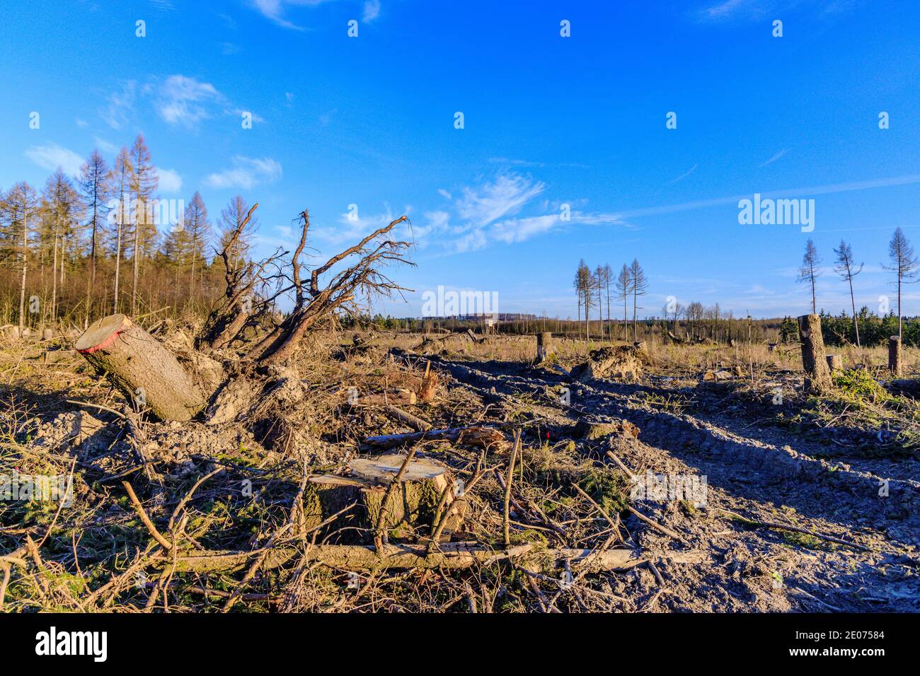 Waldsterben im wald hi-res stock photography and images - Alamy