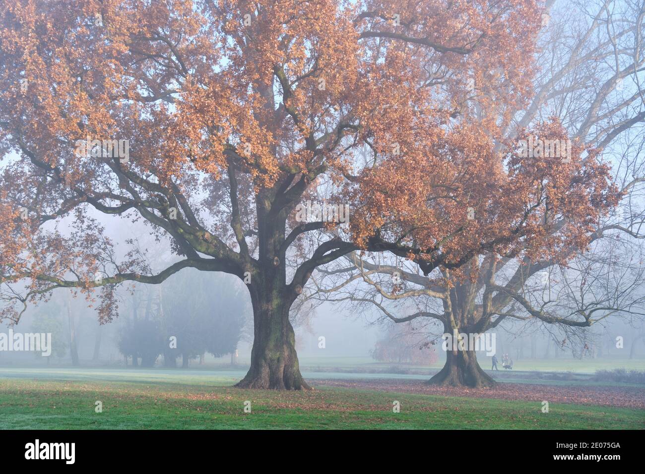 Old oak trees hi-res stock photography and images - Alamy