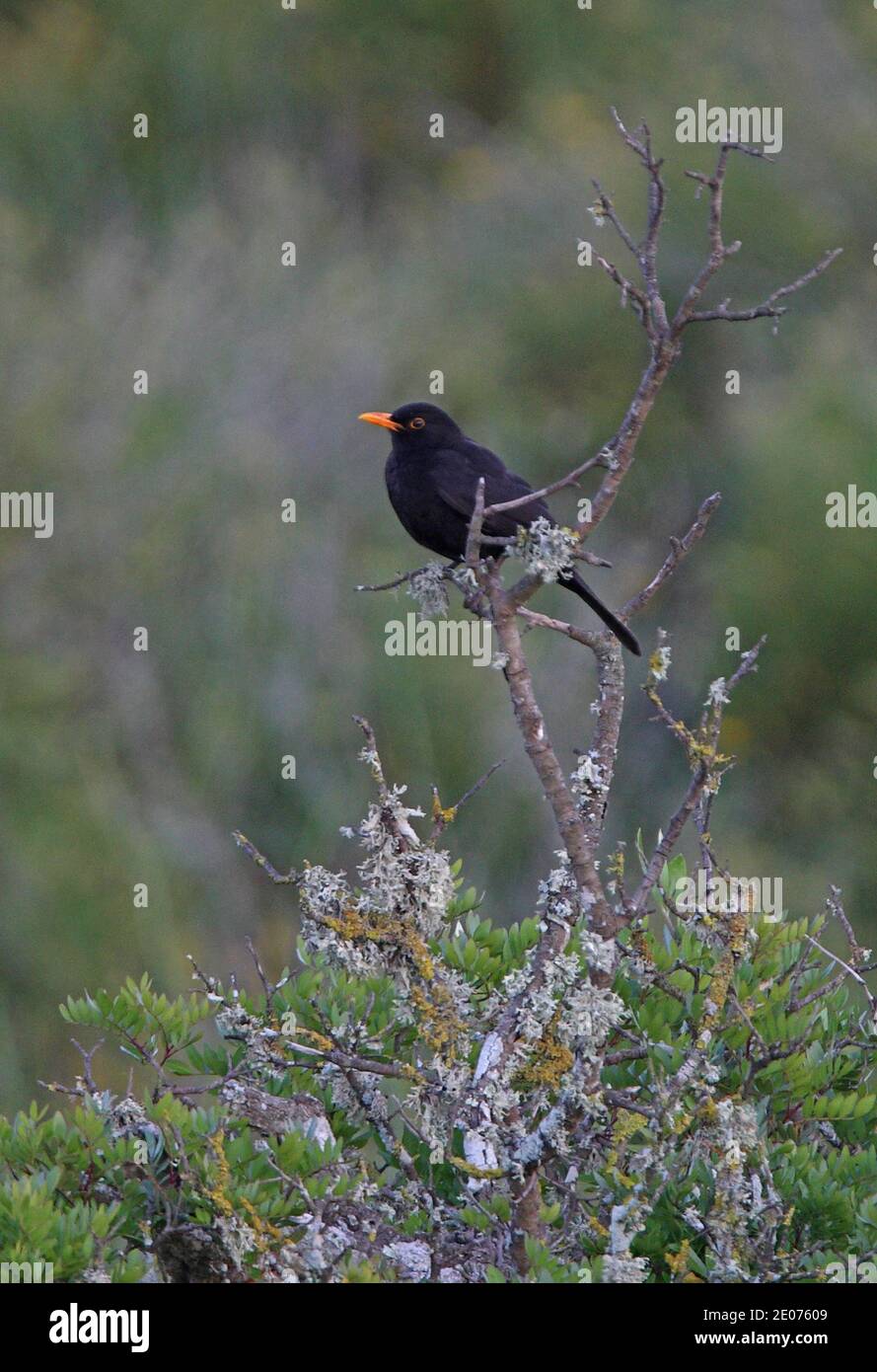 Dead common blackbird hi-res stock photography and images - Alamy