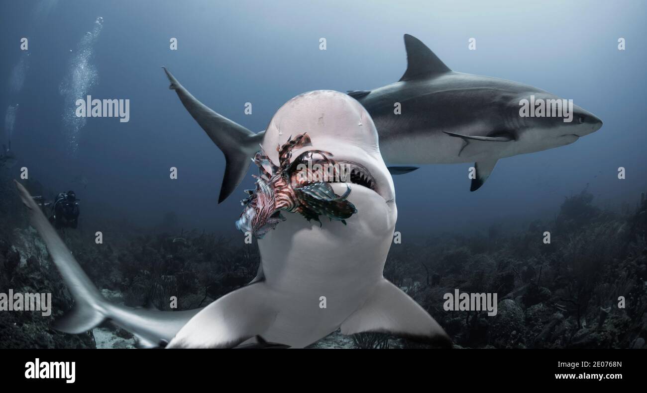 Close up shot of Caribbean reef shark (Carcharhinus perezi) eating a ...