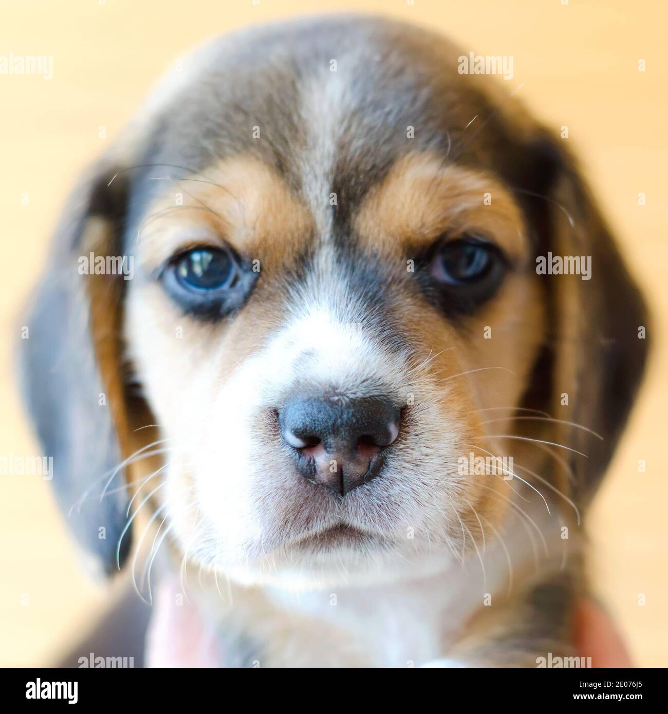 cute beagle puppy head closeup Stock Photo - Alamy