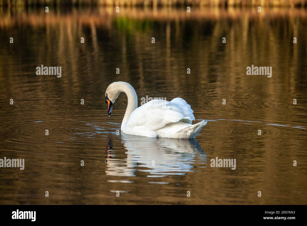 Scottish wildlife white swan hi-res stock photography and images - Alamy