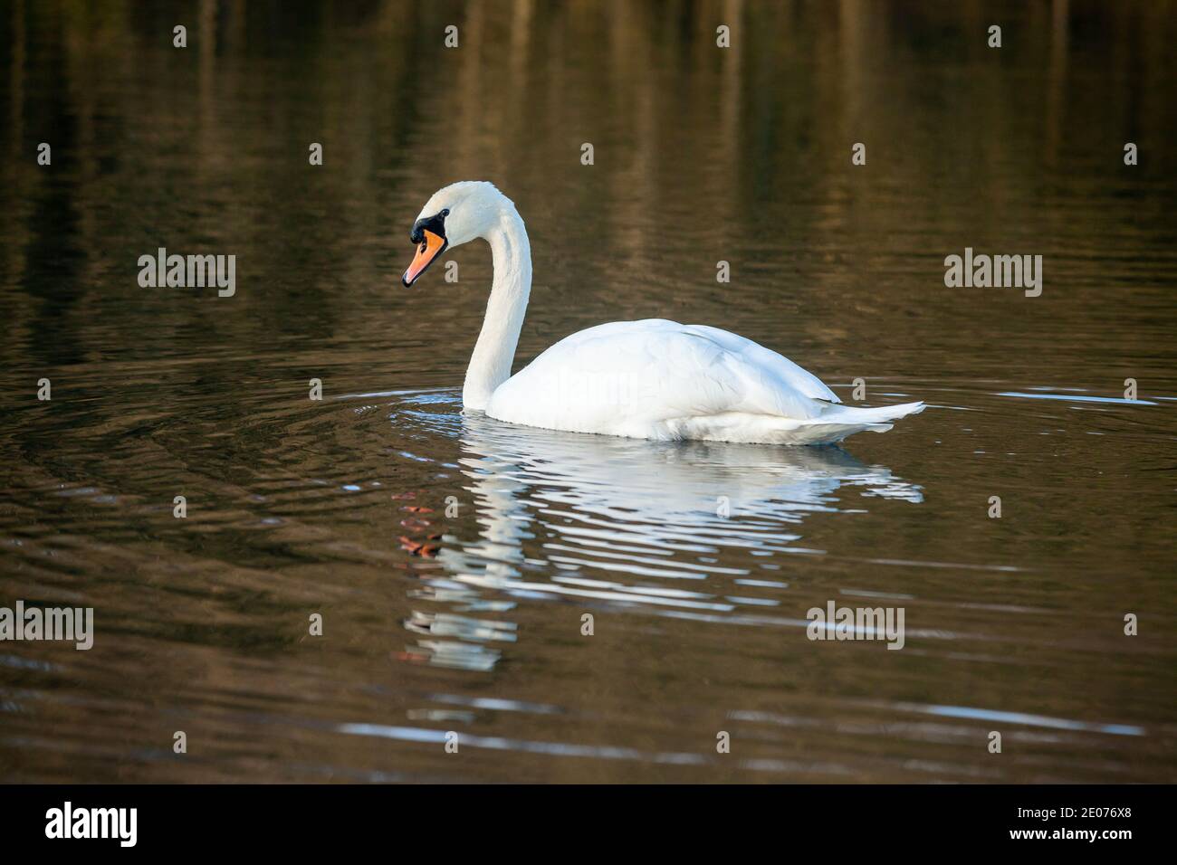 A beautiful mute swan swimming on Dalbeath Marsh, Fife, Scotland Stock ...